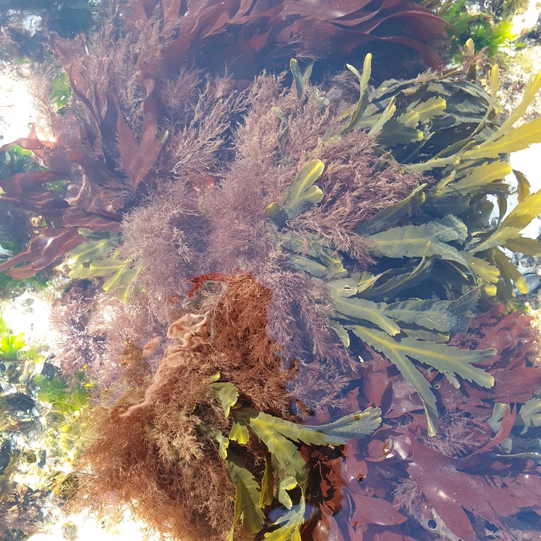 Big Seaweed Search | What you can do | Marine Conservation Society