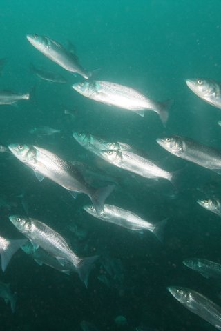 FishINTEL: September update | Marine Conservation Society