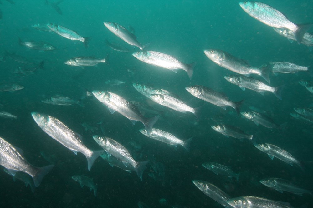 FishINTEL: September update | Marine Conservation Society