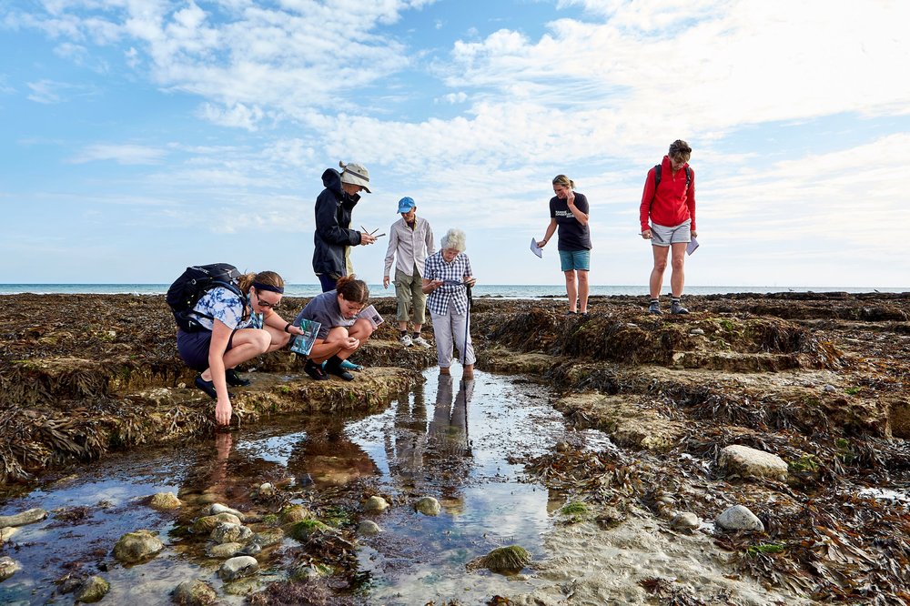 Citizen Science Month: What is citizen science? | Marine Conservation ...