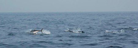 Fish INTEL: August 2022 update | Marine Conservation Society