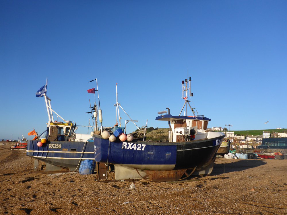 Consultation responses | Ocean emergency | Marine Conservation Society