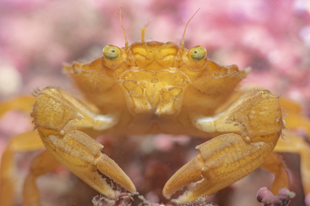 Ages 4-7 | Marine Conservation Society