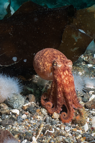 14 incredible photos celebrating UK marine life | Marine Conservation ...