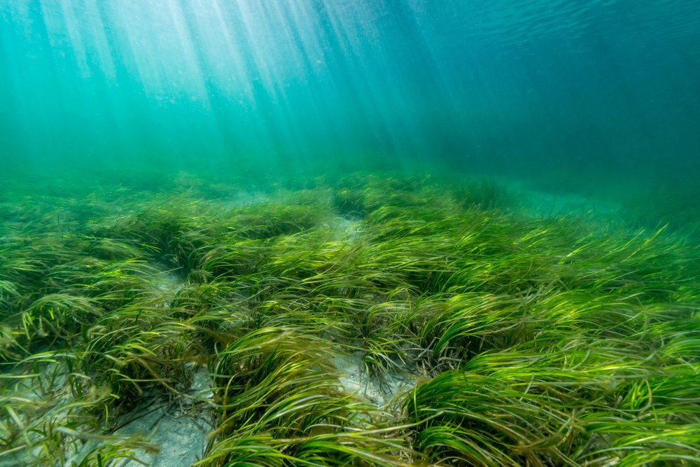Seagrass planting programme | Latest news | Marine Conservation Society