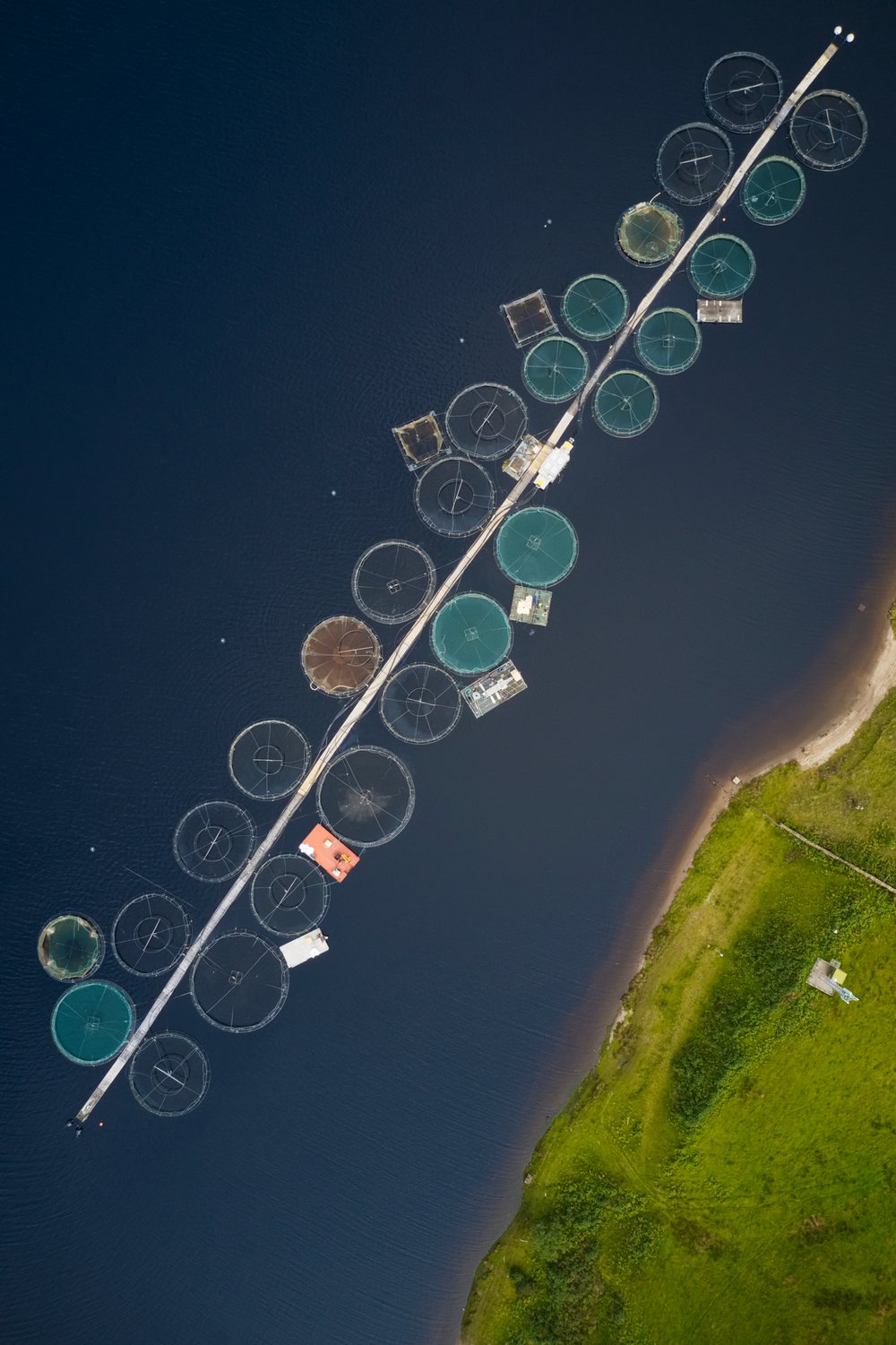 New standards for farmed fish feed | Latest news | Marine Conservation ...