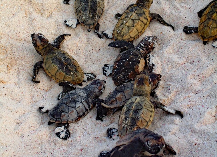 Turtle Q&A | Marine Conservation Society | Marine Conservation Society