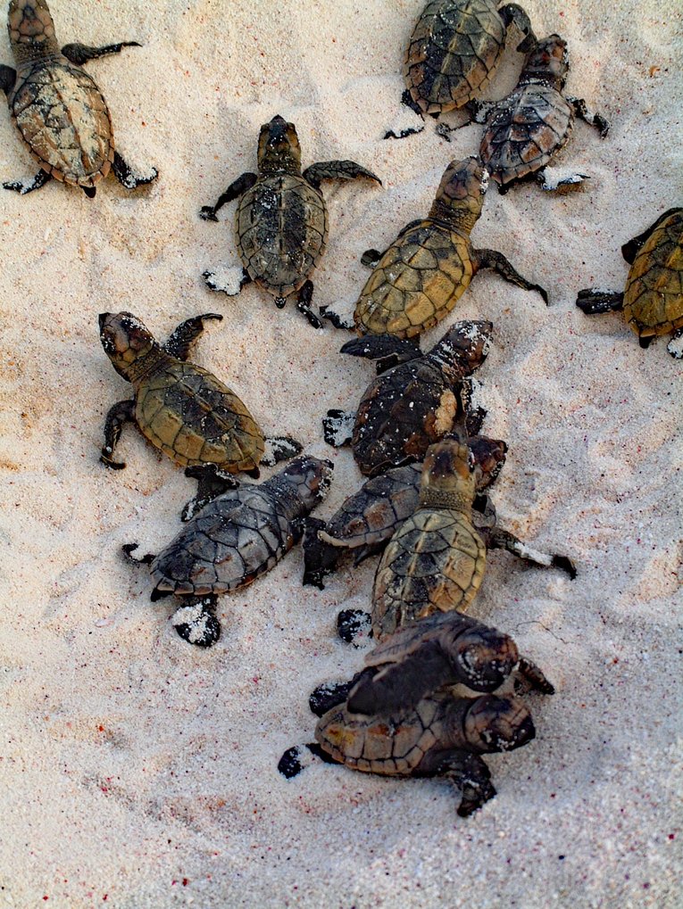Turtles | Marine Conservation Society