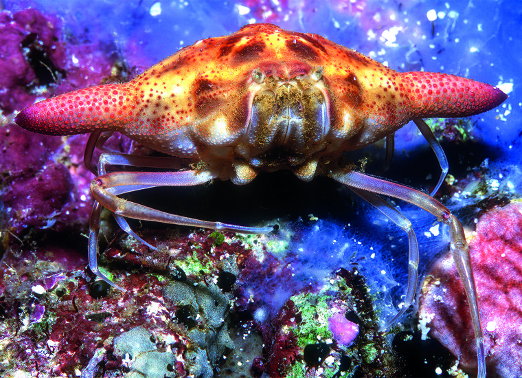 The crustacean that keeps on giving | Marine Conservation Society ...