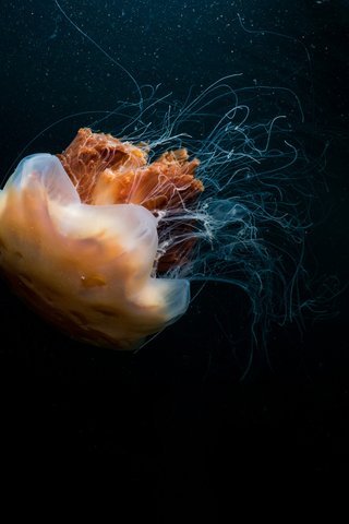 Amazing Ocean | Marine Conservation Society