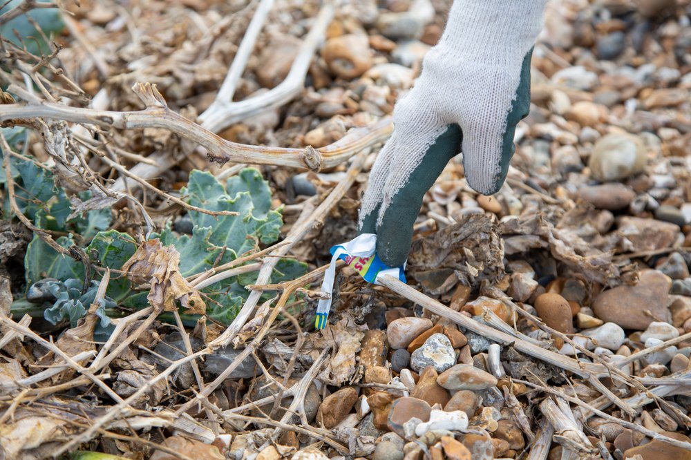 Litter pick | Marine Conservation Society