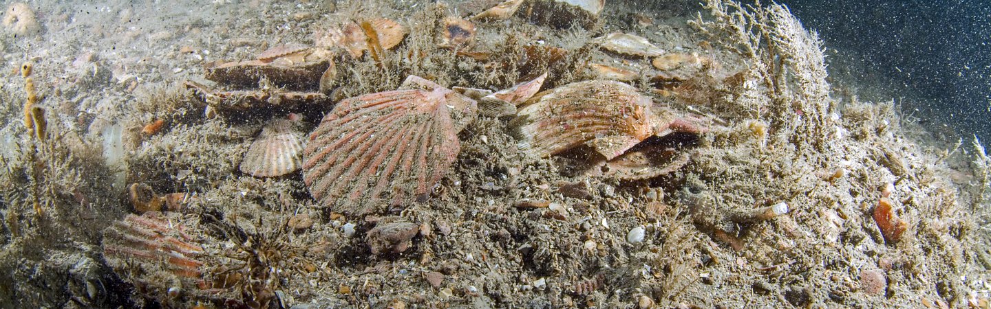 Habitat Damage | Ocean recovery | Marine Conservation Society