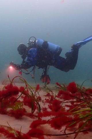 Dive into the fascinating world of Seasearch | Marine Conservation Society