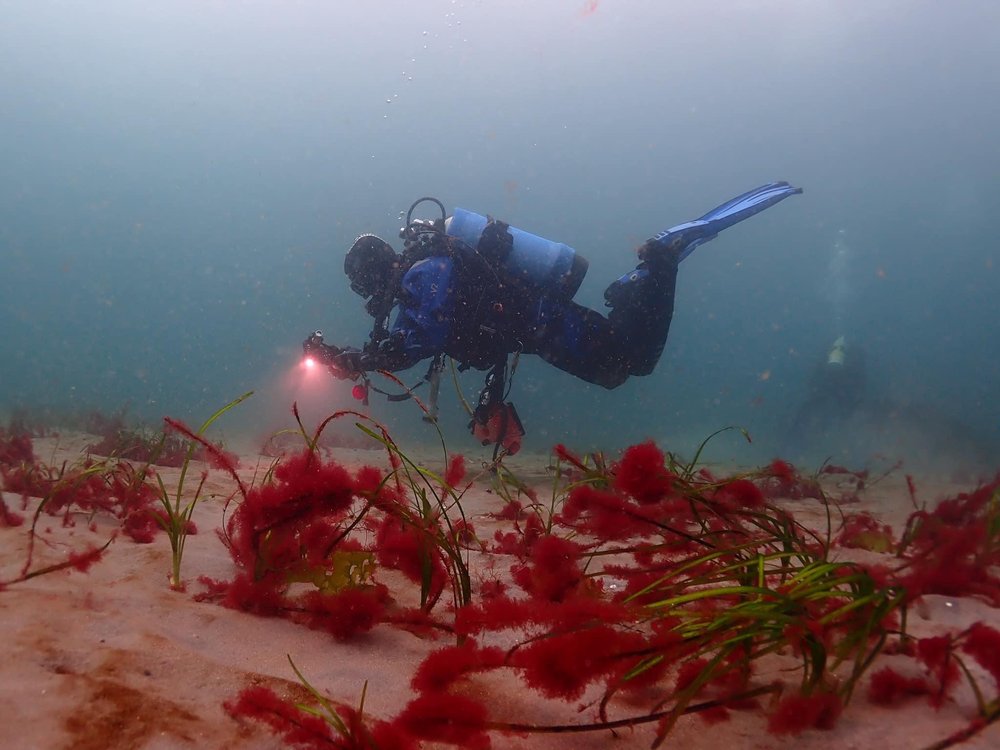 Dive into the fascinating world of Seasearch | Marine Conservation Society