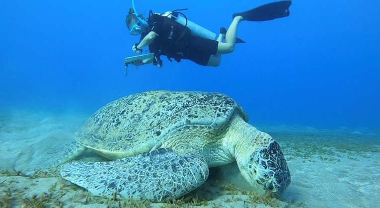 A story from the Red Sea | Marine Conservation Society
