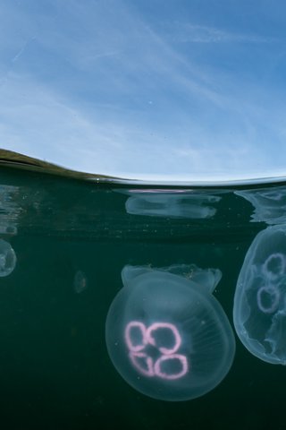 Spring has sprung jellyfish bloom | Latest news | Marine Conservation ...