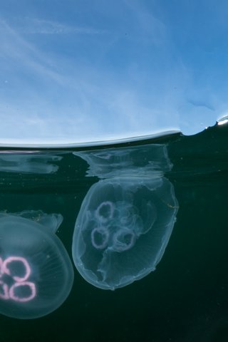 Wall of Fame | Marine Conservation Society