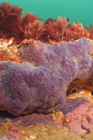 Rare sea sponge named | Latest news | Marine Conservation Society