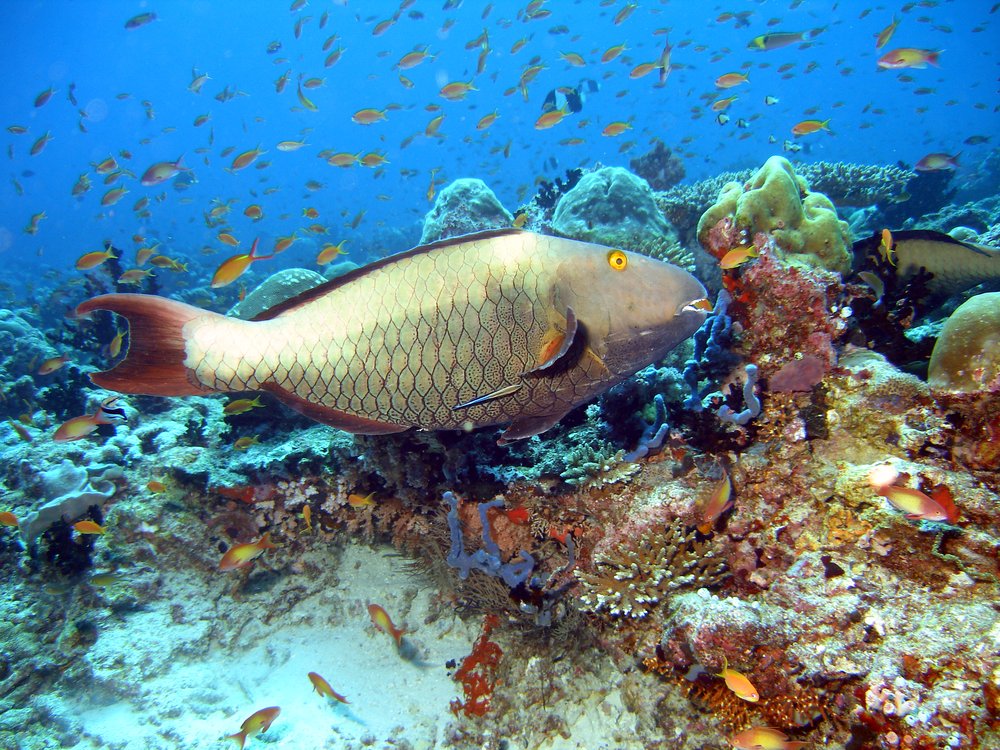 The Maldives - over a decade of diving | Marine Conservation Society