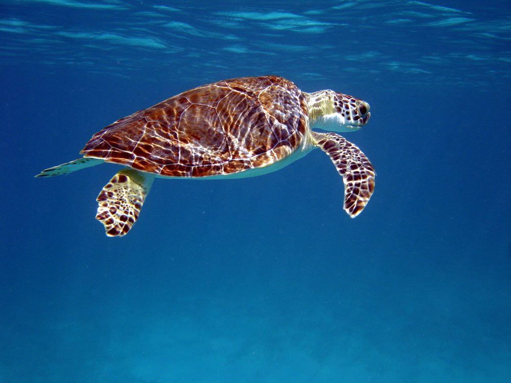Turtles in Turks and Caicos | Ocean emergency | Marine Conservation Society