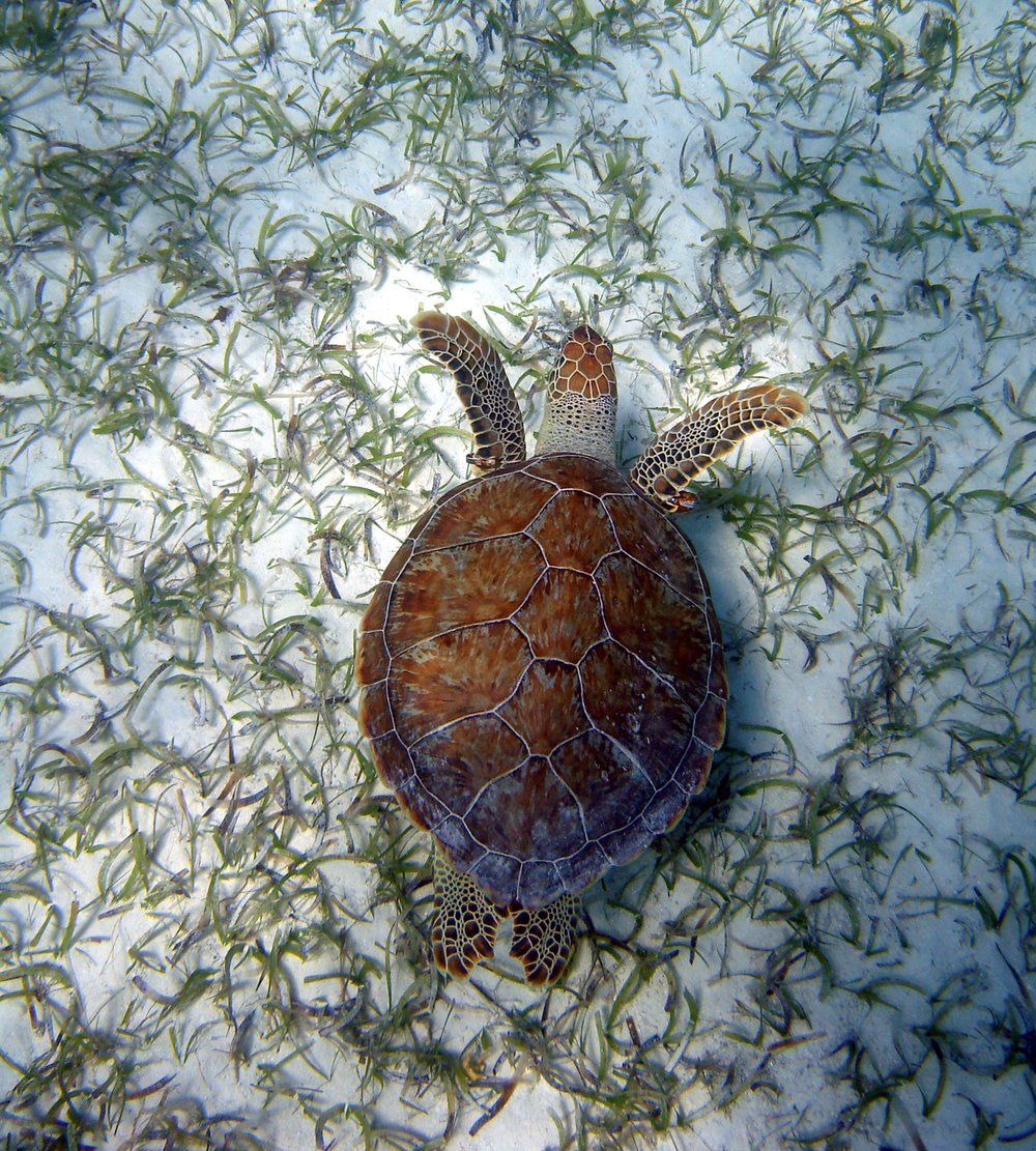 British Virgin Islands | Ocean emergency | Marine Conservation Society