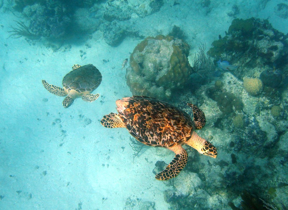 The true value of marine turtles | Marine Conservation Society