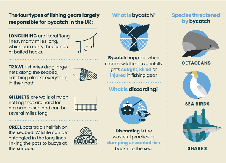 TransparentSea | Marine Conservation Society