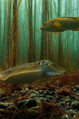 An introduction to Marine Protected Areas | Ocean emergency | Marine ...