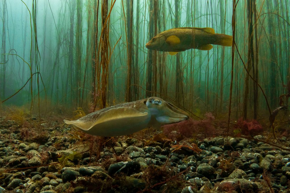 An introduction to Marine Protected Areas | Ocean emergency | Marine ...