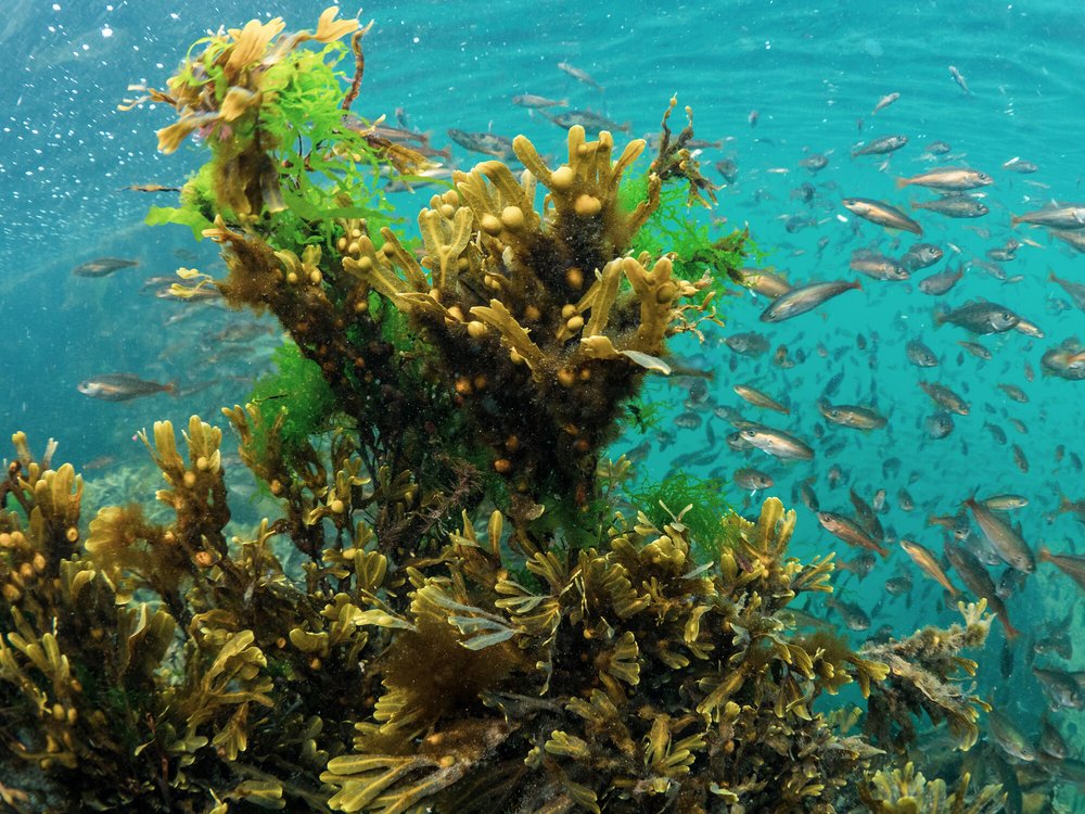 PLYMFISH | Marine Conservation Society