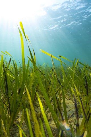 Seagrass | Marine Conservation Society