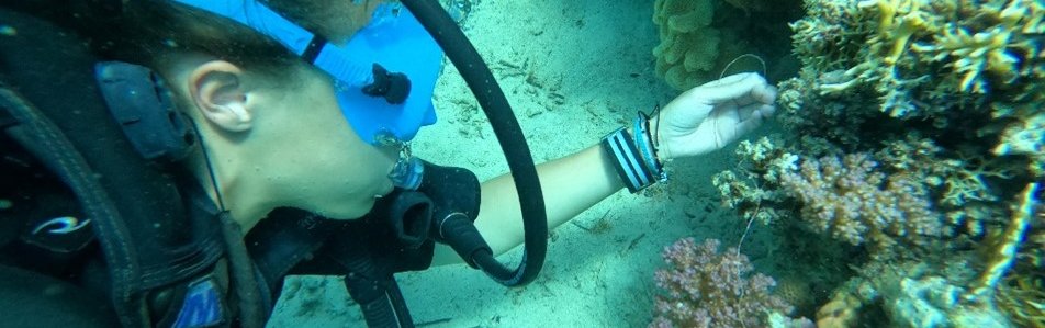 A story from the Red Sea | Marine Conservation Society