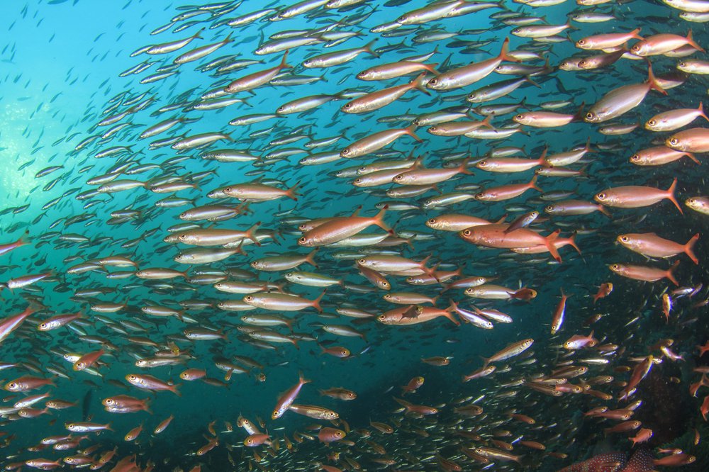 Sustainable Seafood | Marine Conservation Society