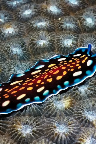 Sea slugs: A rainbow of life in our seas | Marine Conservation Society