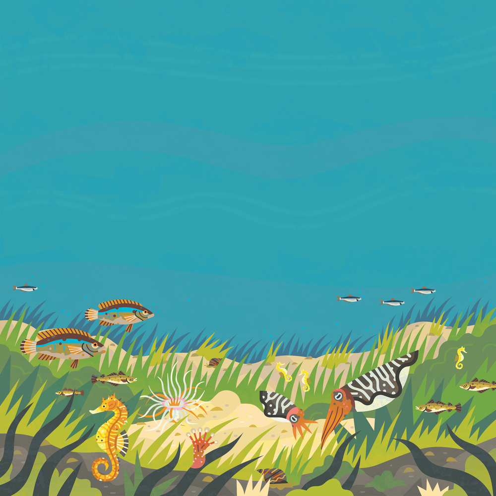 Ocean-Friendly Schools Award | Marine Conservation Society