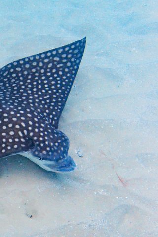 Sharks and rays in Anguilla | Marine Conservation Society | Marine ...