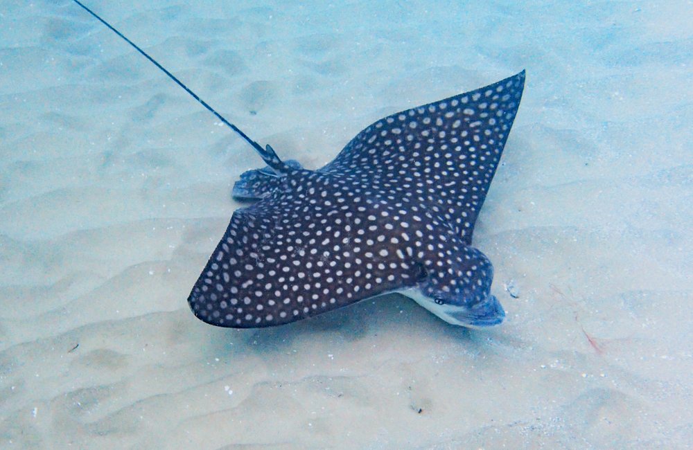 Sharks and rays in Anguilla | Marine Conservation Society | Marine ...