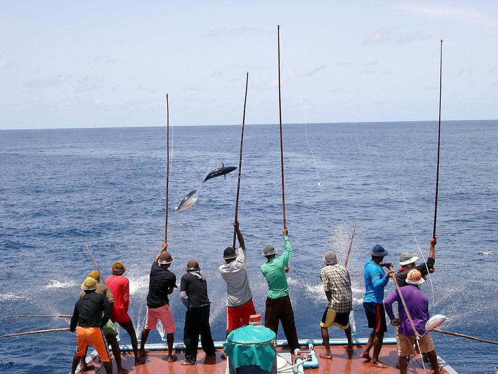 Sustainable seafood sourcing | Ocean emergency | Marine Conservation ...