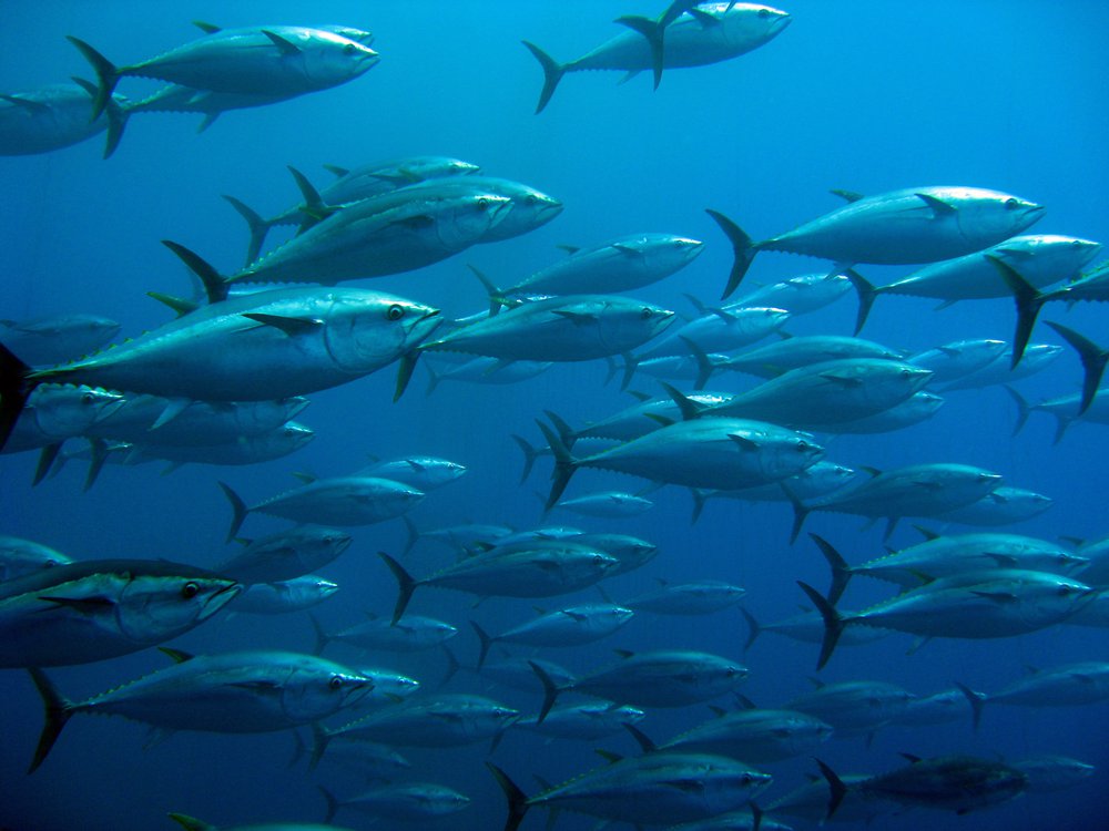Our latest update to the Good Fish Guide is out | Marine Conservation ...