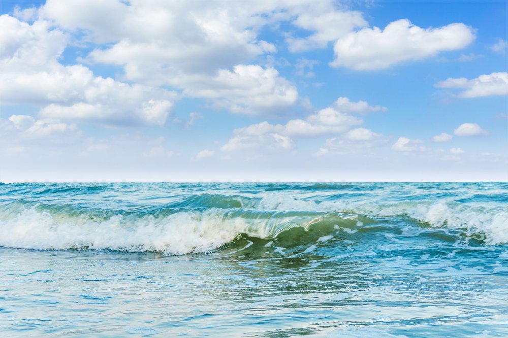Positive Ocean News March edition | Marine Conservation Society
