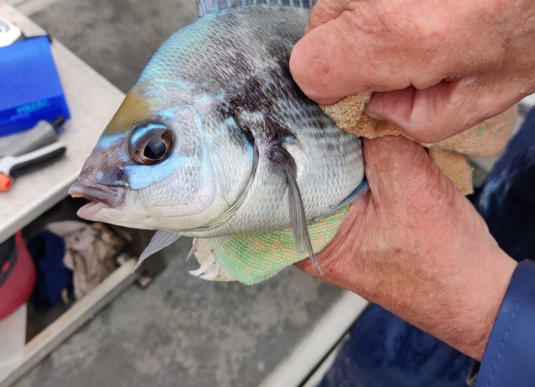FishINTEL: September update | Marine Conservation Society