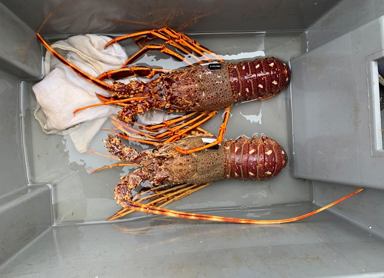 FishINTEL: September update | Marine Conservation Society