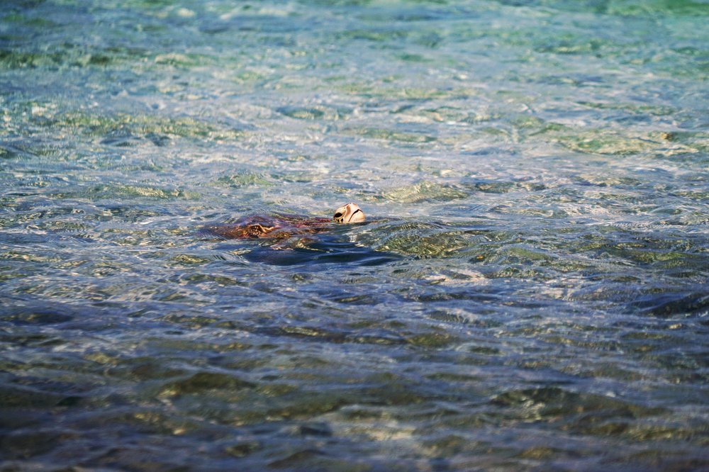 Report a marine turtle sighting | What you can do | Marine Conservation ...