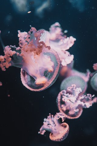 Jellyfish: Helping to keep our ocean full of life | Marine Conservation ...