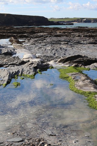 Rock pooling guide | The Marine Conservation Society | Marine ...
