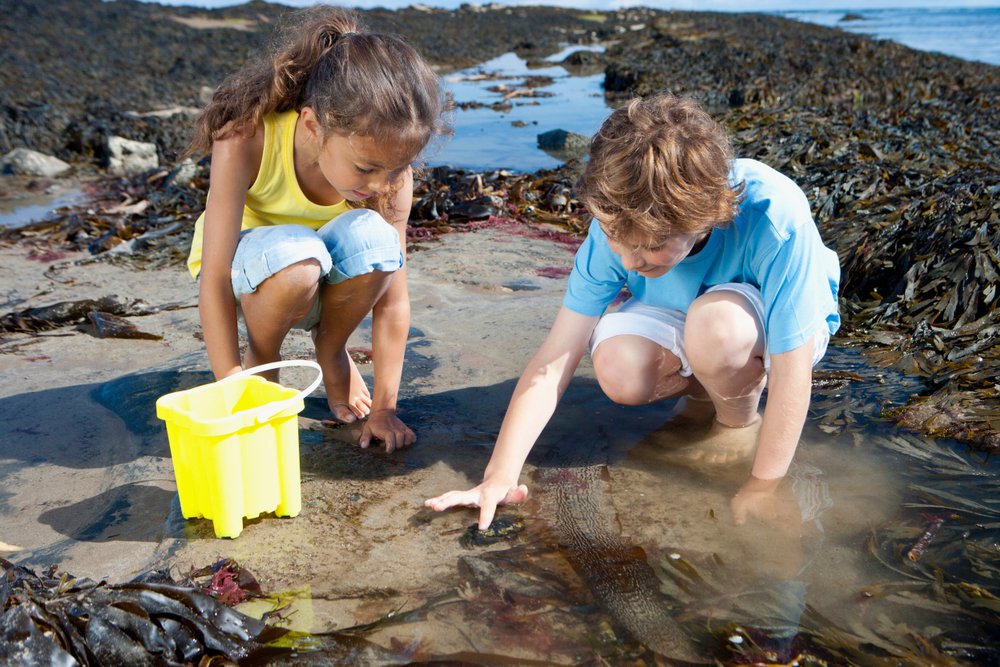 Rock pooling guide | The Marine Conservation Society | Marine ...