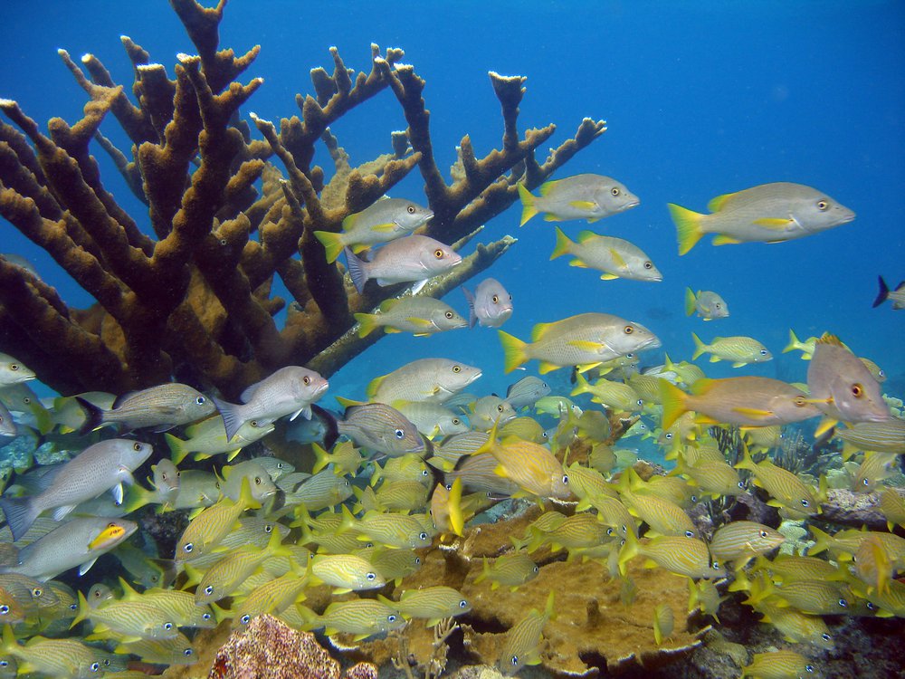Cayman Islands waters protected | Latest news | Marine Conservation Society